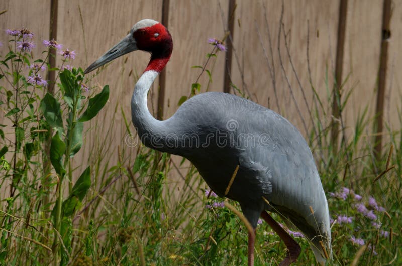 Sarus Crane (Grus Antigone) Stock Photo - Image of wildlife ...
