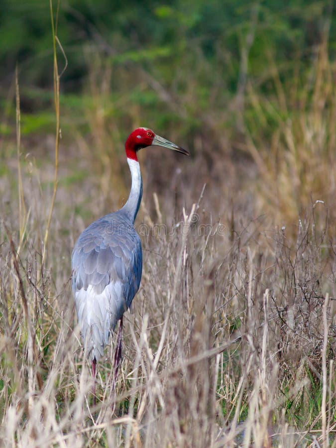 Sarus Crane stock photo. Image of nature, portrait, keoladeo - 64002502