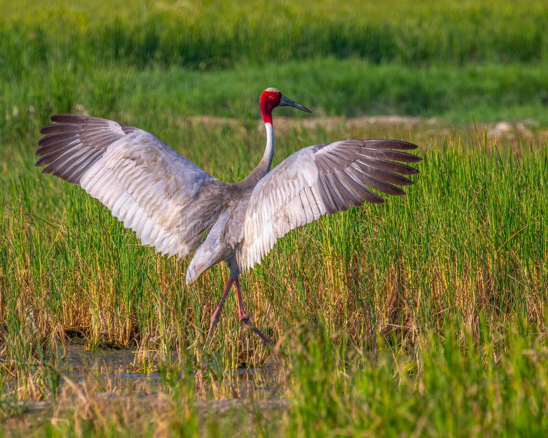 A Sarus crane ready stock image. Image of national, fulllength - 263107129