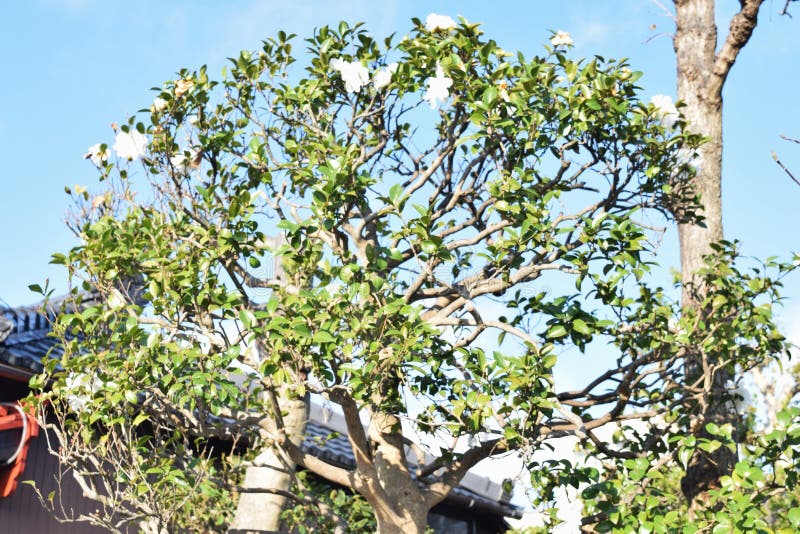 Sasanqua flowers stock photo. Image of landscape, color - 134547974