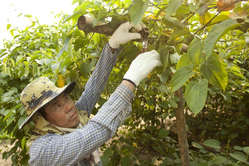 Sacha-Inchi pod stock image. Image of rich, capsule, sacha - 30064623