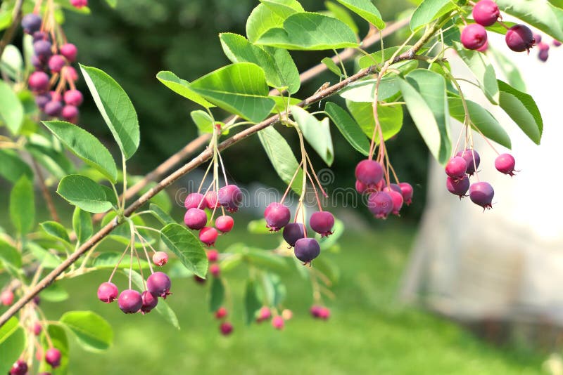 Saskatoon Berries Tree Branch Stock Photo - Image of bunch, branch ...