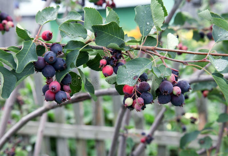 Saskatoon Berries After A Rainfall Stock Photo - Image of fruit, rain ...