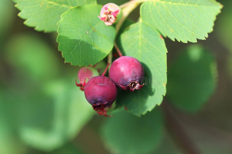Saskatoon Berries and Leaves on a Tree Stock Photo - Image of branch ...