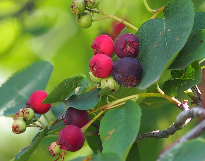 Saskatoon Berries After A Rainfall Stock Photo - Image of fruit, rain ...
