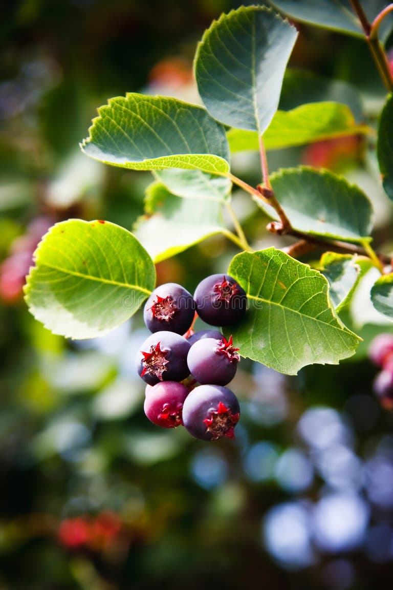 1,034 Saskatoon Berry Stock Photos - Free & Royalty-Free Stock Photos ...