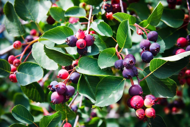 Saskatoon Berry Plant stock image. Image of healthy, tasty - 18048579