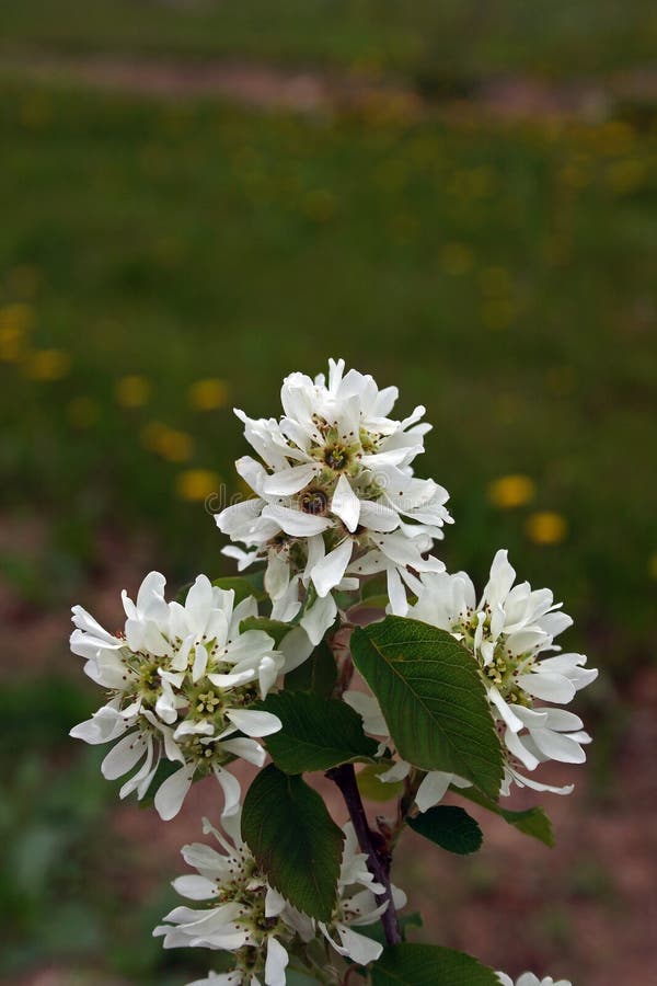 White Saskatoon Blossom in Bloom Stock Photo - Image of saskatoons ...