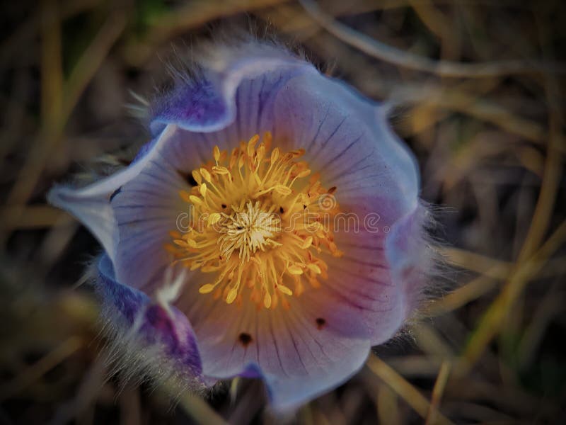 Saskatoon Prairie Flowers Crocus Stock Image - Image of leaf, produce ...