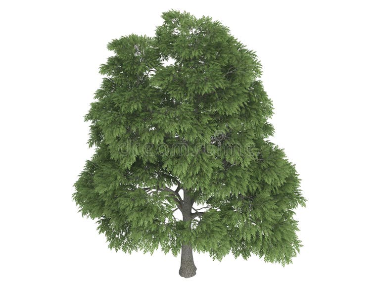 Sassafras Tree Stock Illustrations – 398 Sassafras Tree Stock ...