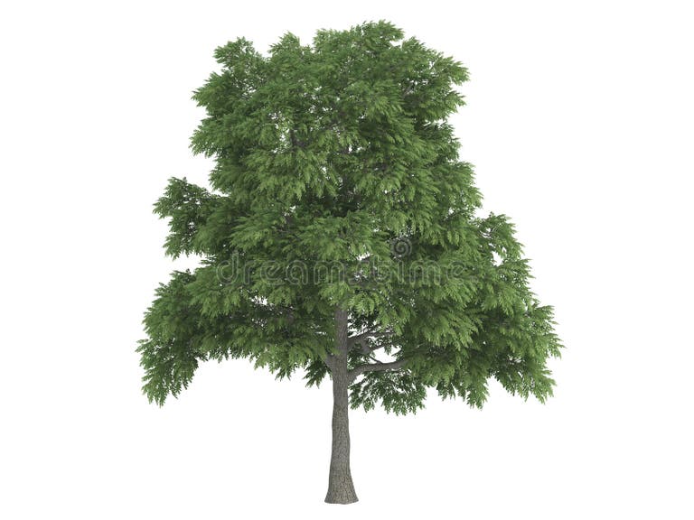 Sassafras Tree Stock Illustrations – 398 Sassafras Tree Stock ...