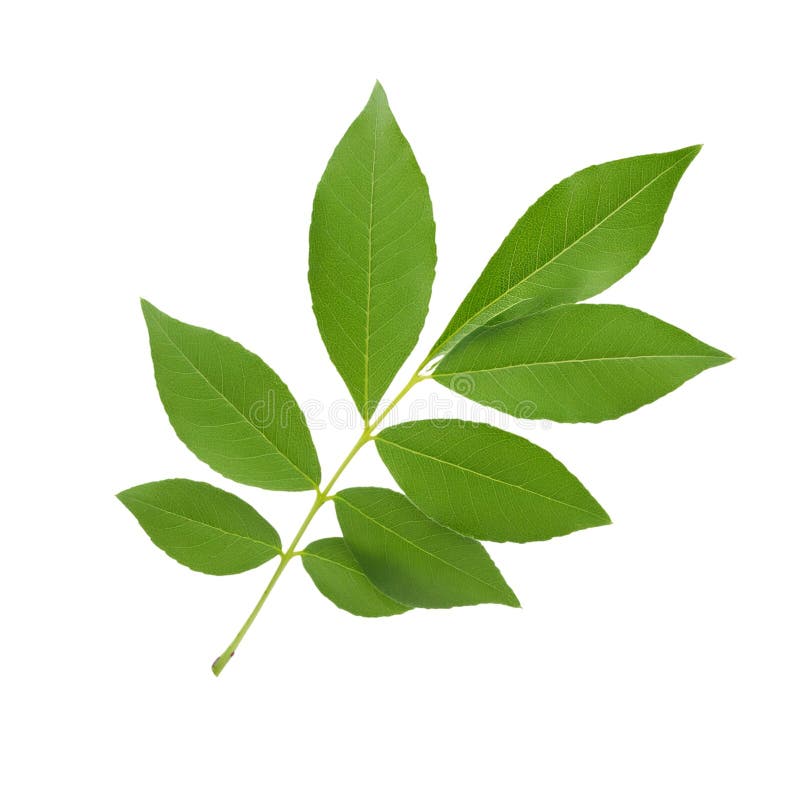 Sassafras Leaf Floating on a Transparent Background, Perfect for ...