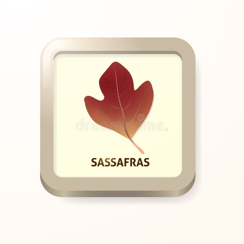 Sassafras Leaf Stock Illustrations – 345 Sassafras Leaf Stock ...