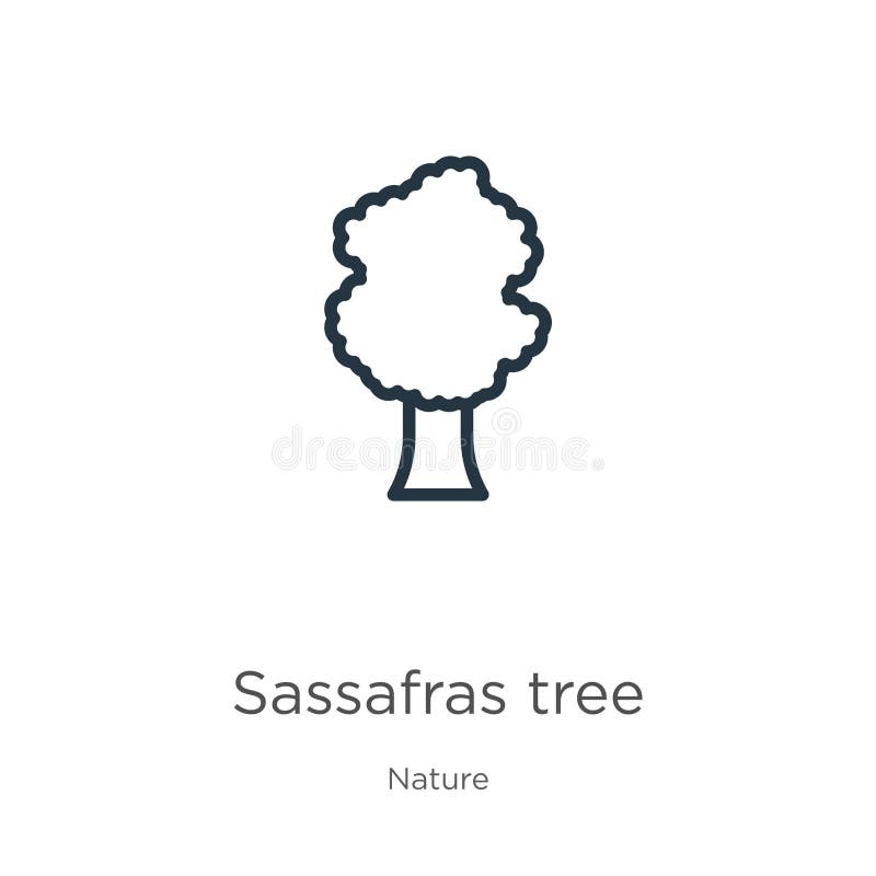 Sassafras Tree Icon. Thin Linear Sassafras Tree Outline Icon Isolated ...