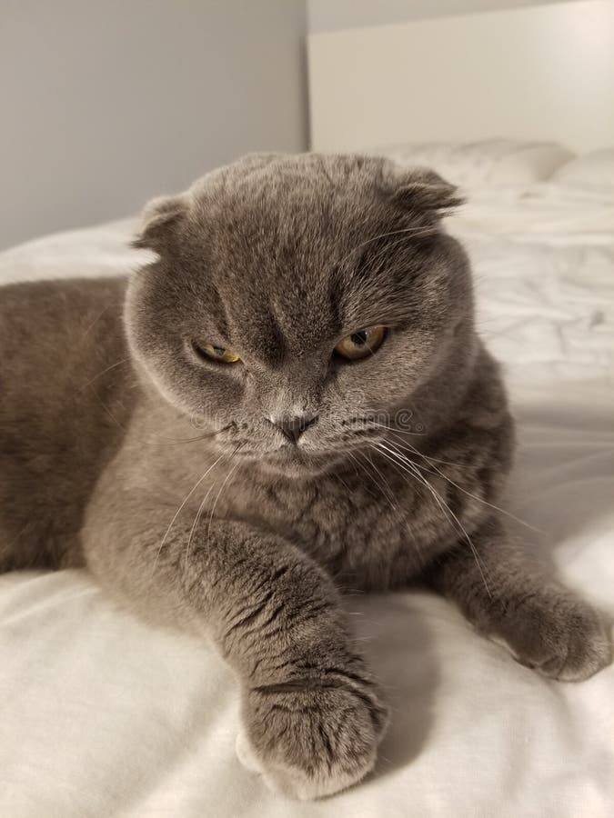 Sassy Cat stock photo. Image of sassy, laying, white - 138164052