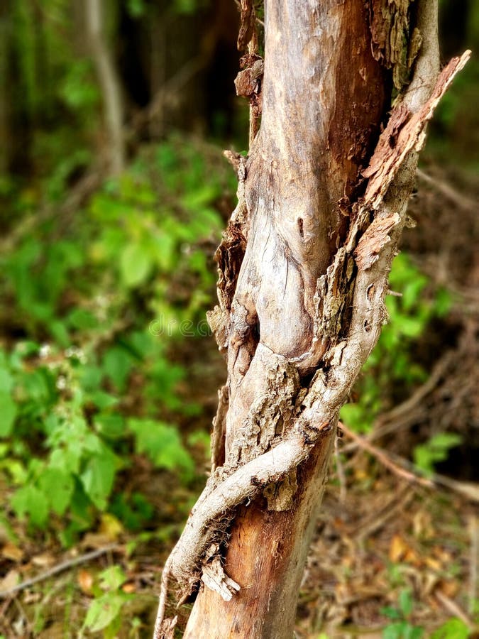 Sassy tree stock photo. Image of rest, tree, stood, sassy - 127526602