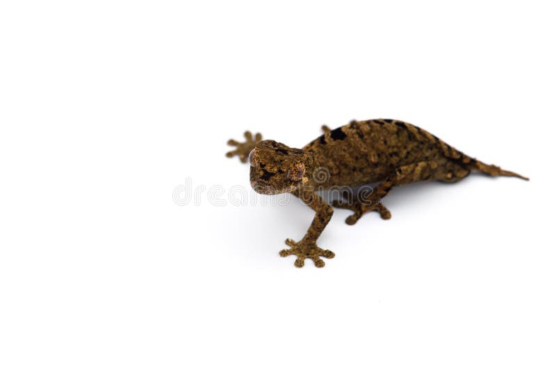 The Satanic Leaf-tailed Gecko Isolated on White Background Stock Image ...