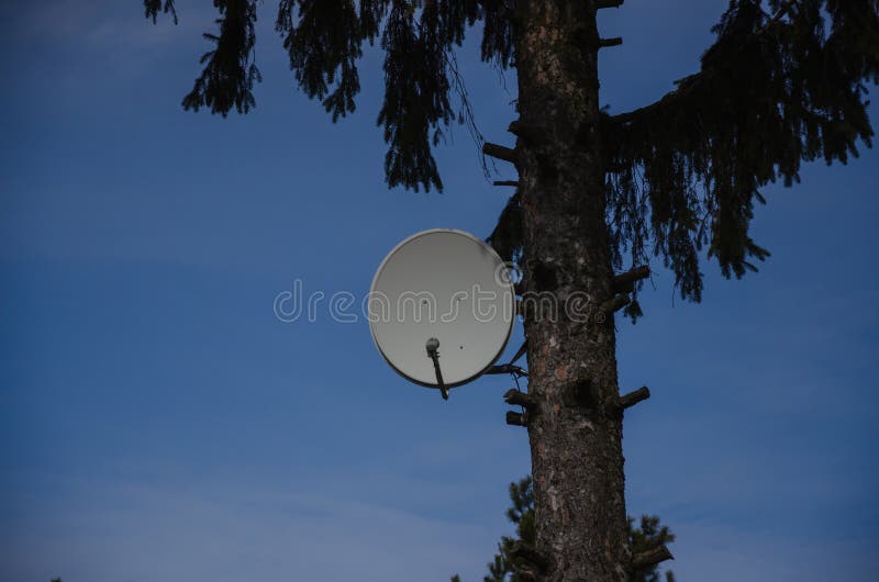 Satellite Dish on a Pine Tree Stock Photo - Image of wave, reception ...