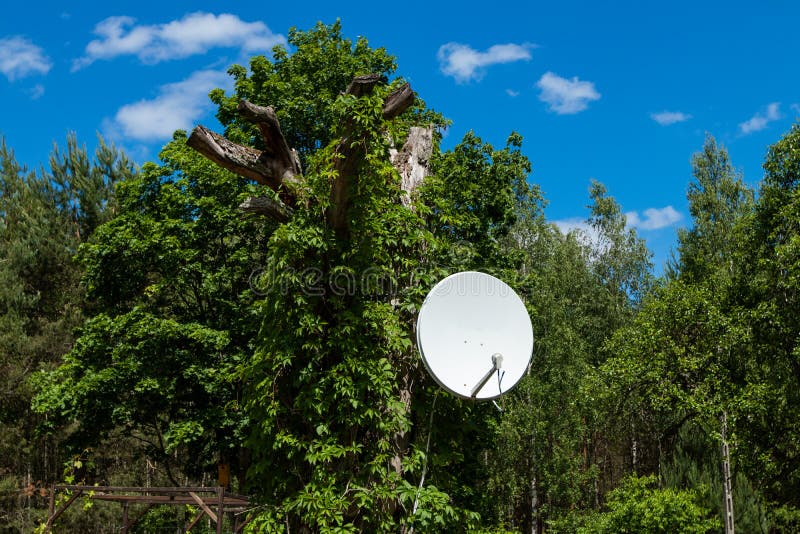 Old cut tree stock image. Image of nature, grain, decorative - 29730739