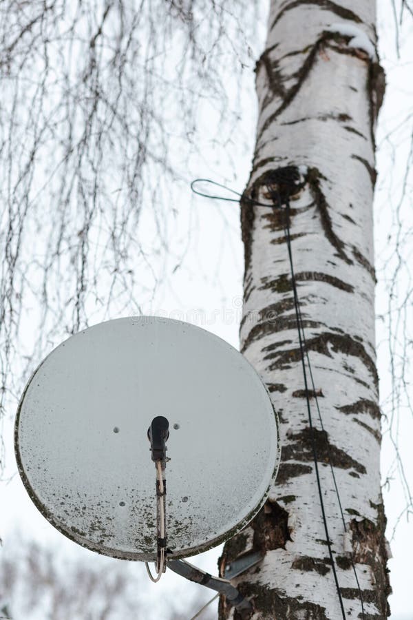 Parabola Tree Stock Photos - Free & Royalty-Free Stock Photos from ...