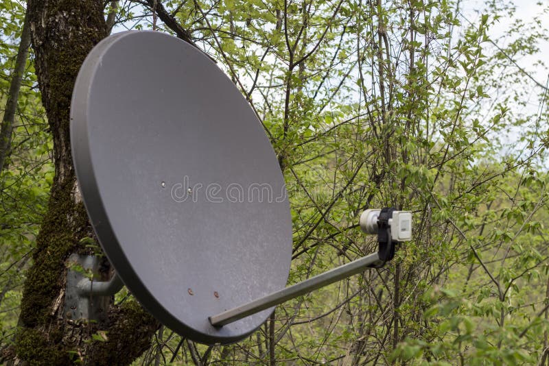 Satellite TV Antenna on a Tree in the Forest Stock Image - Image of ...