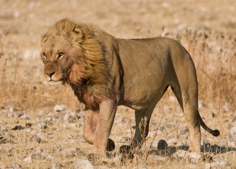 Satiated Male Lion Walking into the Wind Stock Image - Image of mammals ...