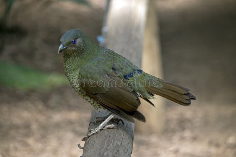 Satin bowerbird female stock image. Image of feathers - 135452369