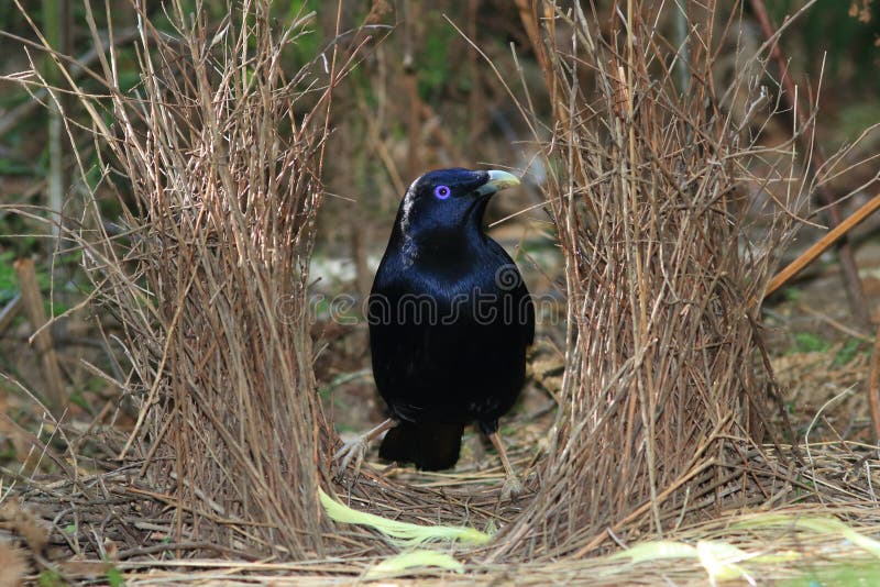 Satin Bowerbird stock photo. Image of violaceus, male - 265303320