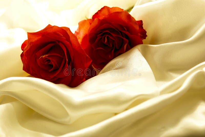 Satin Duo stock image. Image of petals, love, flora, rosa - 2893691