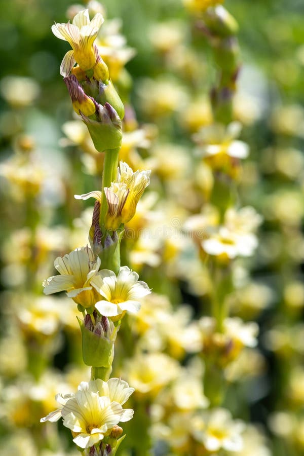 Satin Flowers Sisyrinchium Striatum Stock Photo - Image of beautiful ...