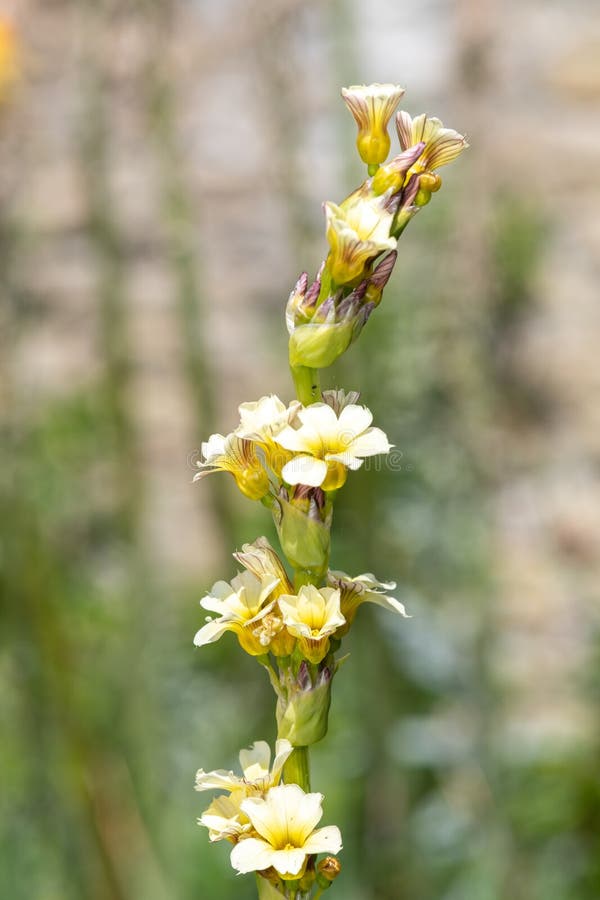 Satin Flowers Sisyrinchium Striatum Stock Photo - Image of flowers ...