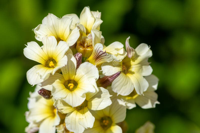 Satin Flowers Sisyrinchium Striatum Stock Image - Image of beauty ...