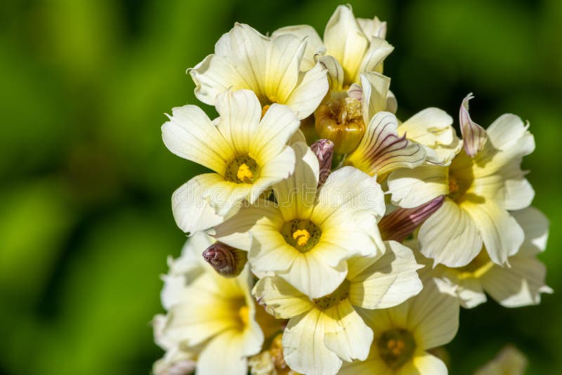 Satin Flowers Sisyrinchium Striatum Stock Photo - Image of floral ...