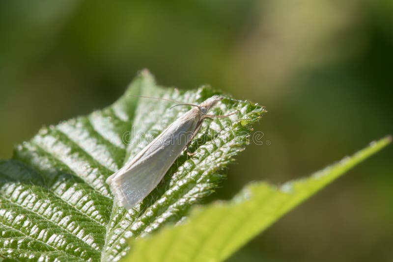 Satin Grass Veneer Crambus Perlella Stock Image - Image of pyralids ...