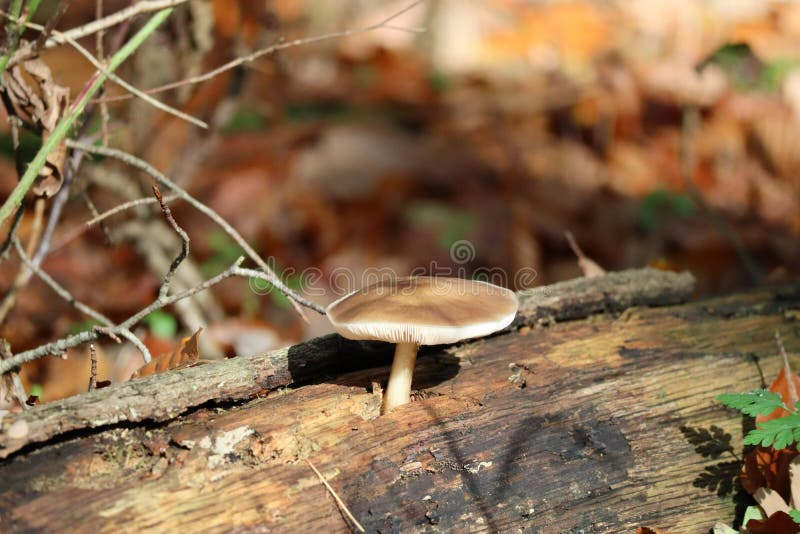 Satin-shield Mushroom Grown through Stock Image - Image of position ...
