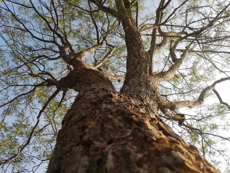 Satinwood Tree in Sri Lanka Stock Photo - Image of carvings, high ...