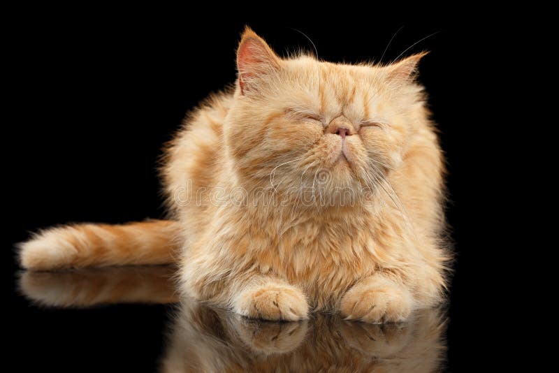 Exotic Ginger Cat Lying Black Mirror Stock Photos - Free & Royalty-Free ...