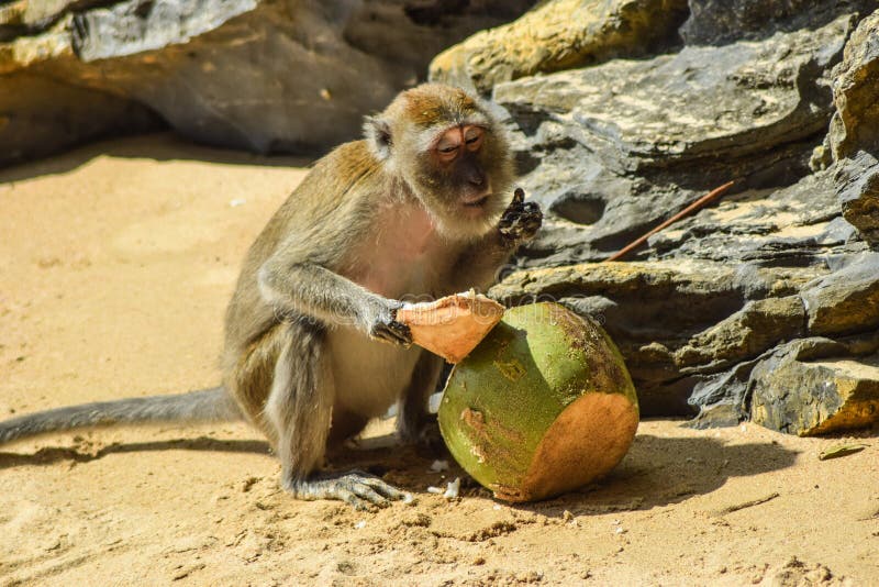 1,166 Monkey Coconut Stock Photos - Free & Royalty-Free Stock Photos ...