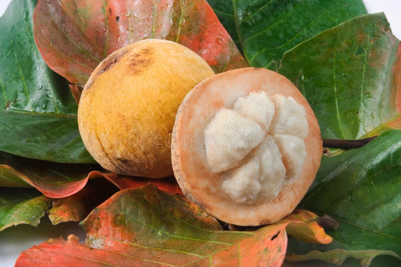 Satol stock image. Image of plant, produce, thailandfruit - 44252861