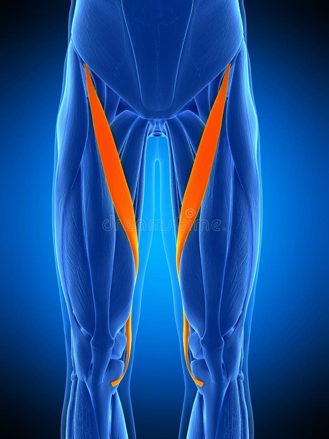 The satorius stock illustration. Illustration of body - 72487494