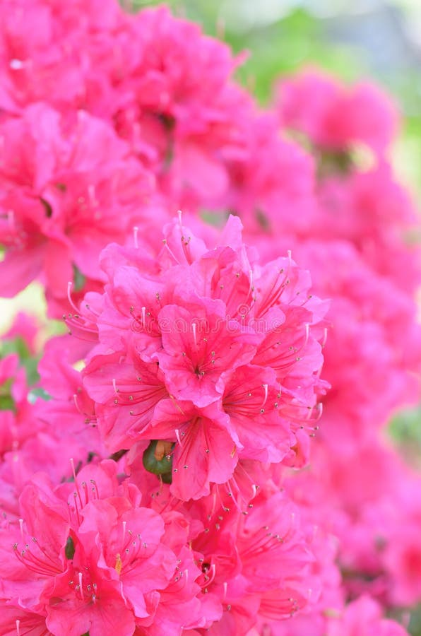 Satsuki azalea stock photo. Image of plant, flower, beautiful - 42068872