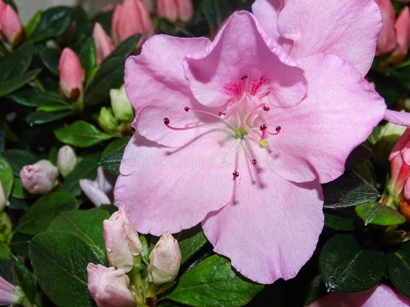 Satsuki Azalea Flower. Rhododendron Indicum Stock Photo - Image of ...