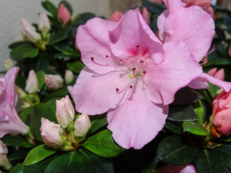 Satsuki Azalea Flower. Rhododendron Indicum Stock Photo - Image of ...