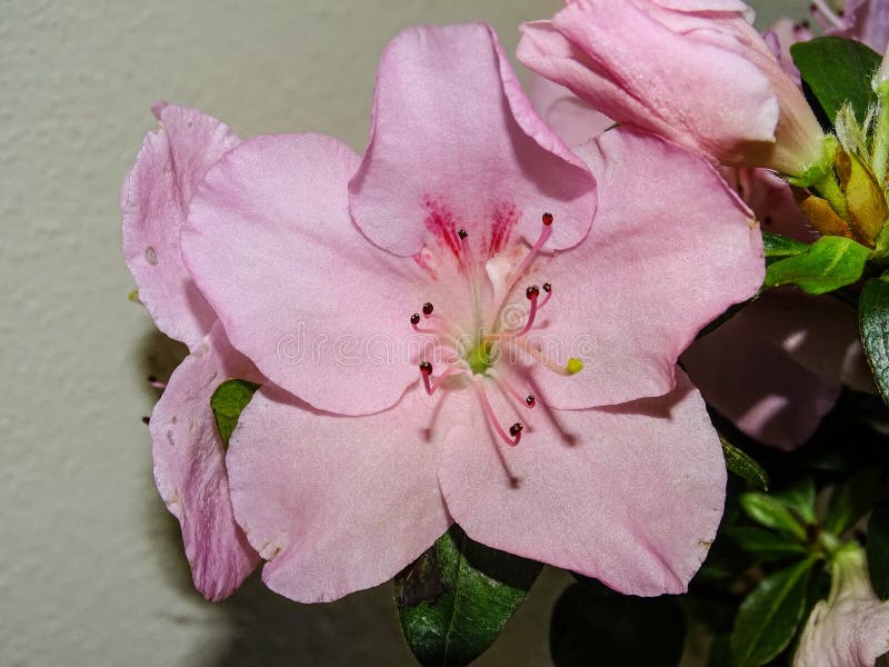 Satsuki Azalea Flower. Rhododendron Indicum Stock Photo - Image of ...