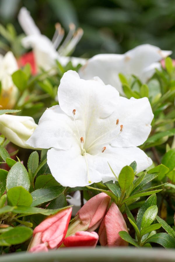 Blooming Satsuki-Azalea As Bonsai Tree Stock Photo - Image of indicum ...
