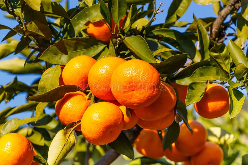 Satsuma Mandarin in Bulk on the Market Stock Image - Image of farmer ...