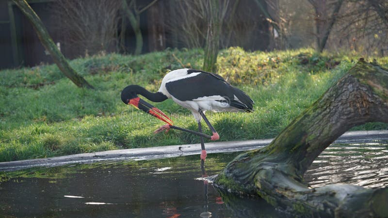 163 Stork Foot Stock Photos - Free & Royalty-Free Stock Photos from ...