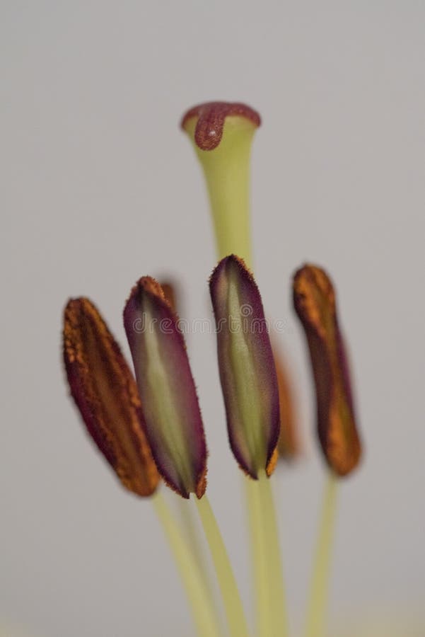 Close-up of the Structure and Filament of a Supersaturated Pistil Stock ...