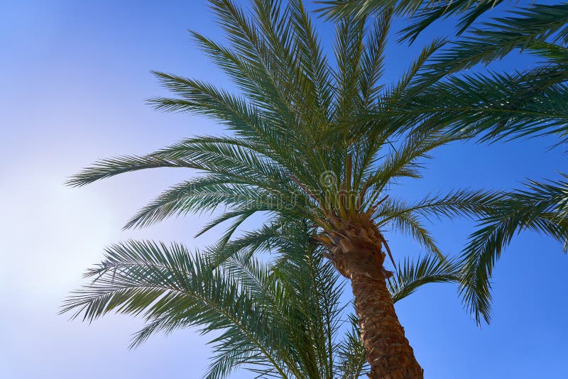 Bright Palm Tree Isolated On White Stock Image - Image of cutout ...