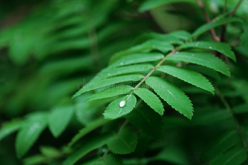 Saturated Green Color of a Rowan Tree Leaf, Selective Focus on a ...